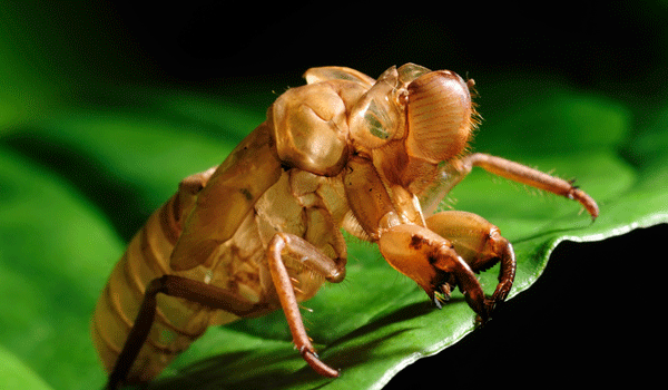 What-is-the-meaning-of-cicadas-in-your-dream_cicada-shell - Alyce Vayle